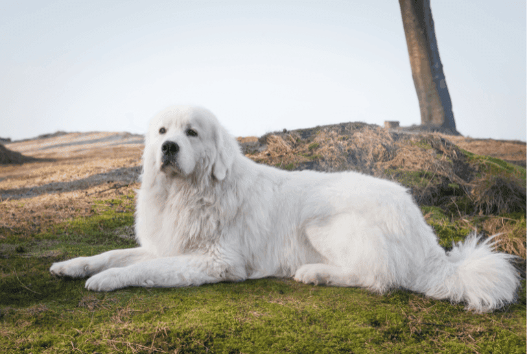 Najpopularniejsze Angielskie Rasy Psów; Poznaj je Wszystkie; Lista