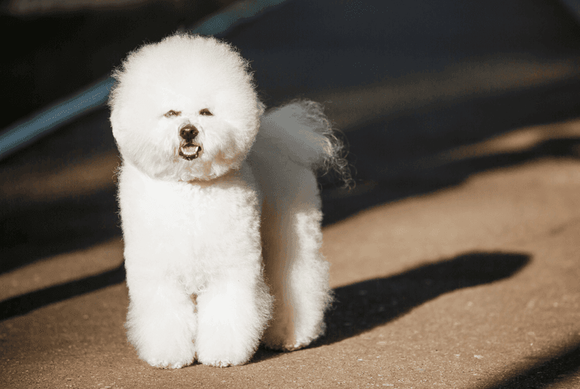 Bichon frise: spokojny pies dla rodziny. Charakter, zdrowie i koszty ...