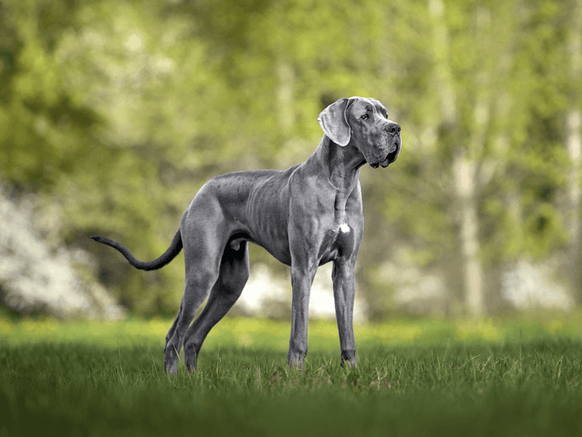 Rasy psów alfabetycznie - opisy ras psów małych, średnich i dużych