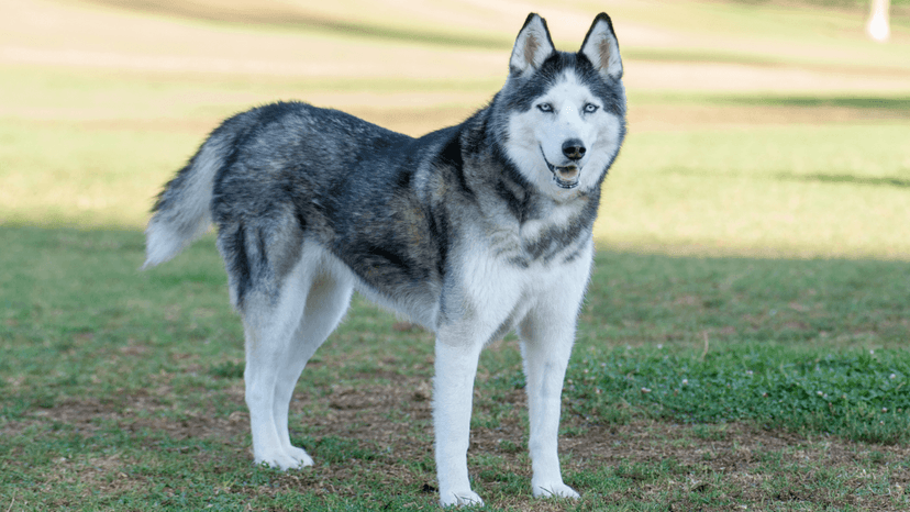 Husky Syberyjski - opis, historia, rasy pokrewne, pielęgnacja