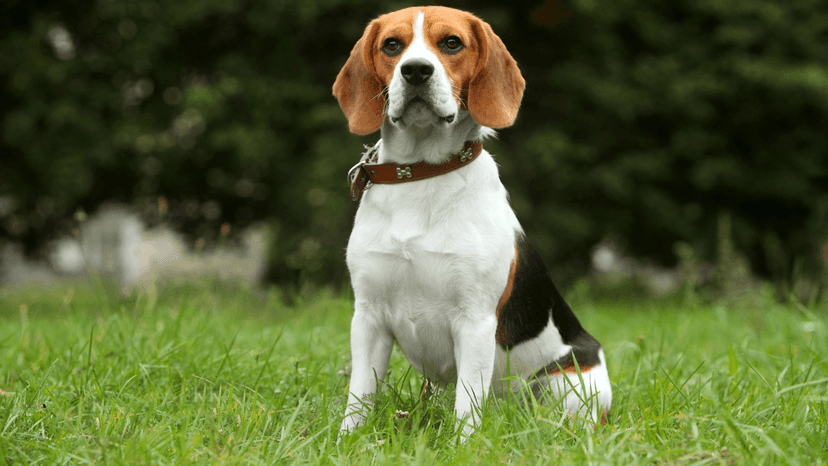 Rasy psów alfabetycznie - opisy ras psów małych, średnich i dużych