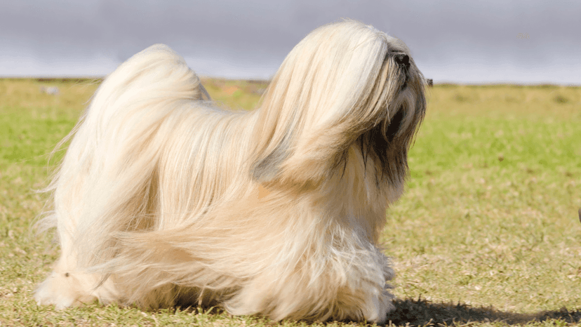 Rasy psów alfabetycznie - opisy ras psów małych, średnich i dużych