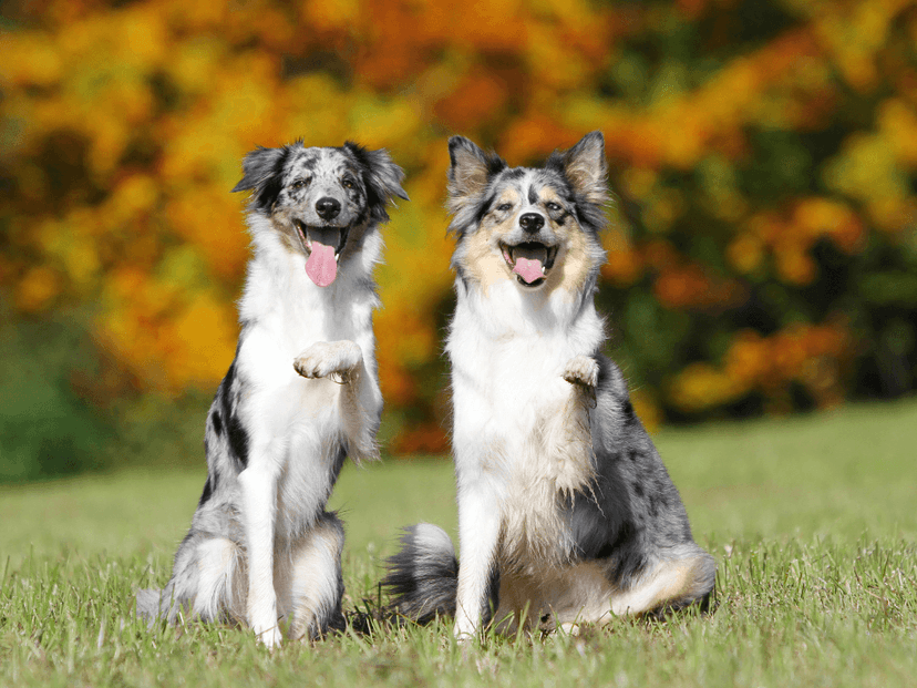 Psy pasterskie - rasy, które warto znać