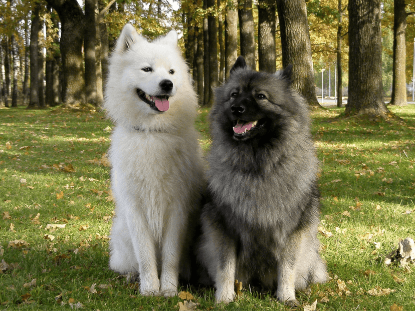 Psy pasterskie - rasy, które warto znać