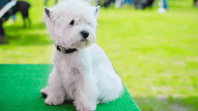 Rasy psów alfabetycznie - opisy ras psów małych, średnich i dużych